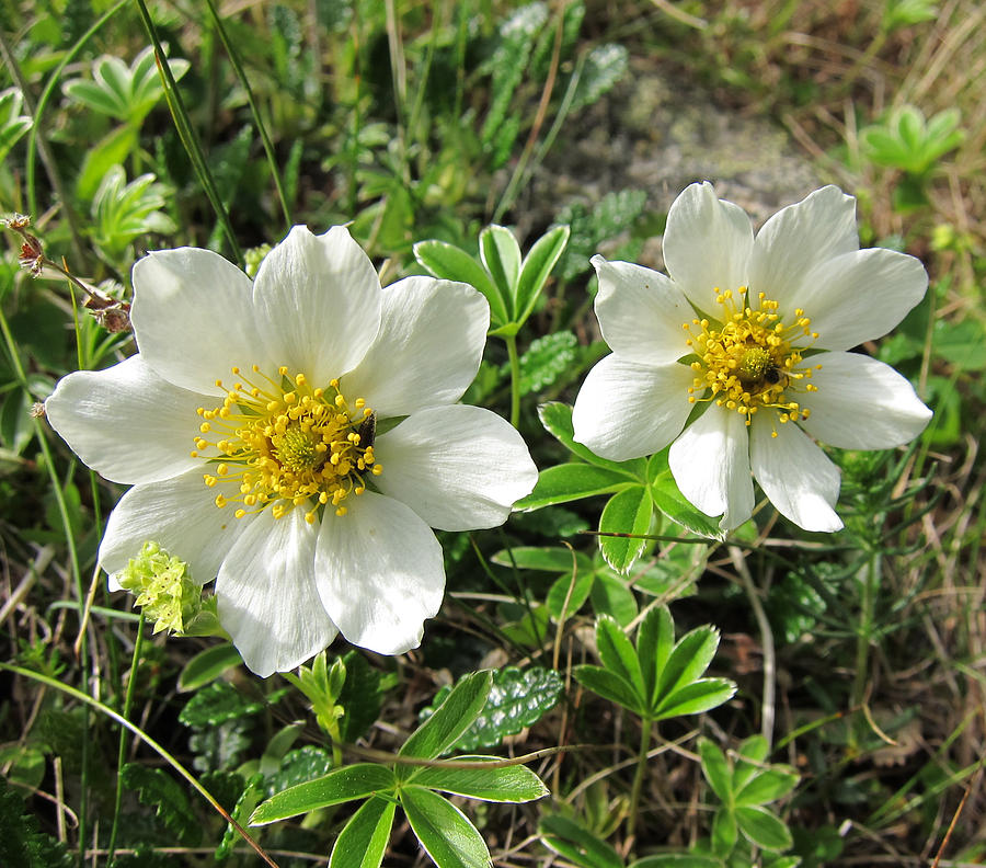 Dryas Photograph by Rune Valtersson - Fine Art America