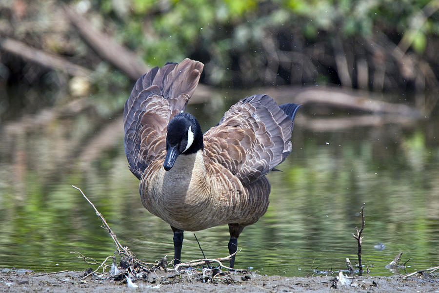 Duck Having Fun 1 Photograph by Vernis Maxwell - Fine Art America