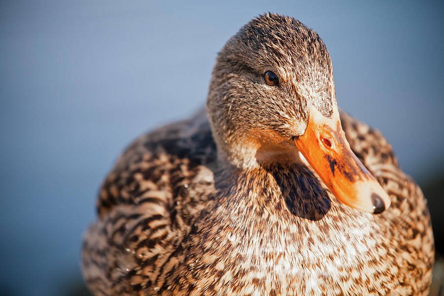 Duck In Water Photograph by Christopher Kimmel - Pixels