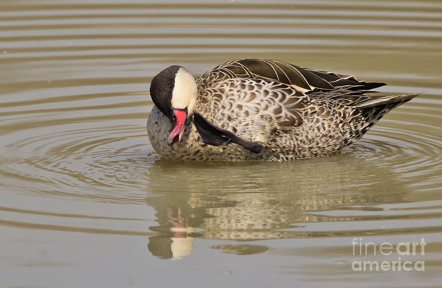 Duck Itch Photograph by Andries Alberts - Fine Art America