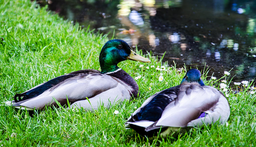 Duck talk Photograph by Robert Helt - Fine Art America