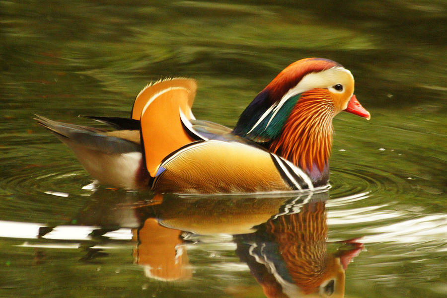 Duck wild - Mandarin Photograph by DerekTXFactor Creative | Fine Art ...