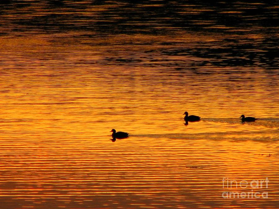 Ducks at Sunset Photograph by Christine Stack - Fine Art America