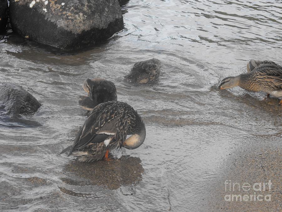 Ducks Bathing Photograph by Lisa Gifford - Fine Art America