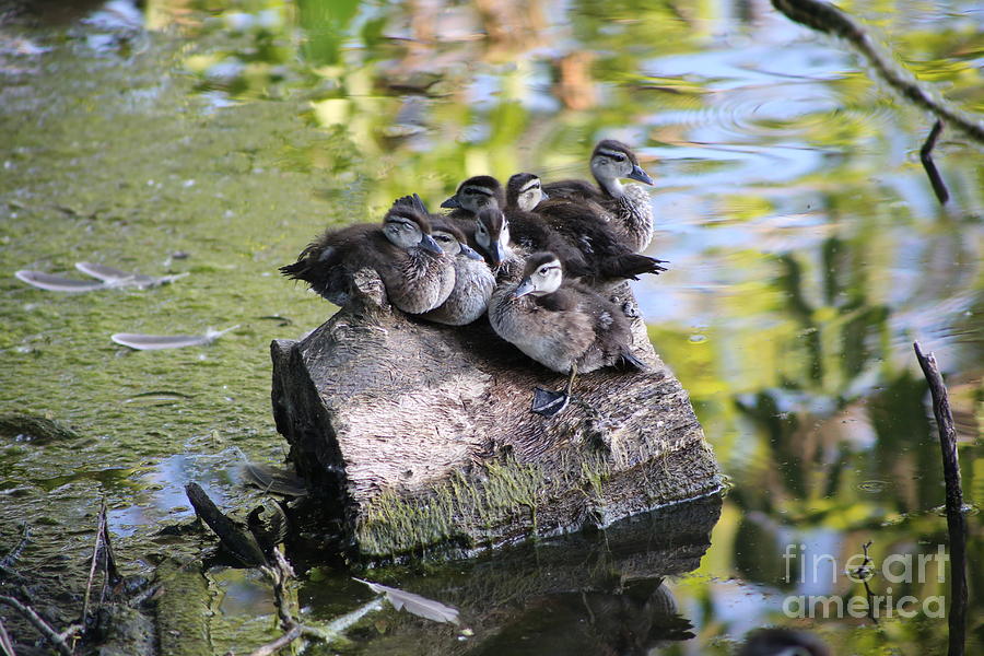 Ducks on a log Photograph by Michael Paskvan - Fine Art America