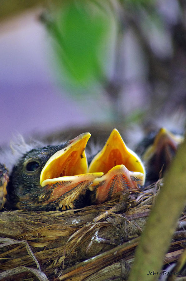 Duet Photograph by John Dauer | Fine Art America