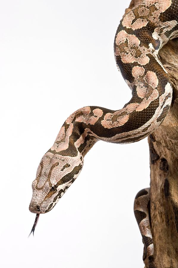 Dumeril's Boa Photograph by Pascal Goetgheluck/science Photo Library ...