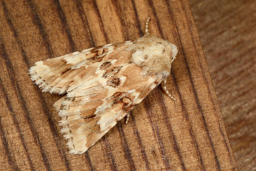 Dusky Sallow Moth Photograph by Nigel Downer - Fine Art America