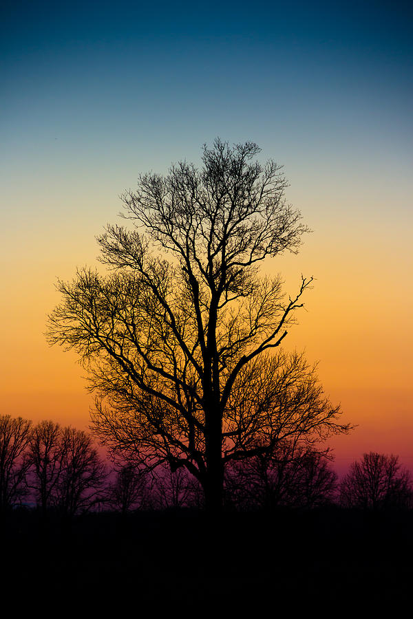Dusky Tree Photograph by Paul Barson - Fine Art America