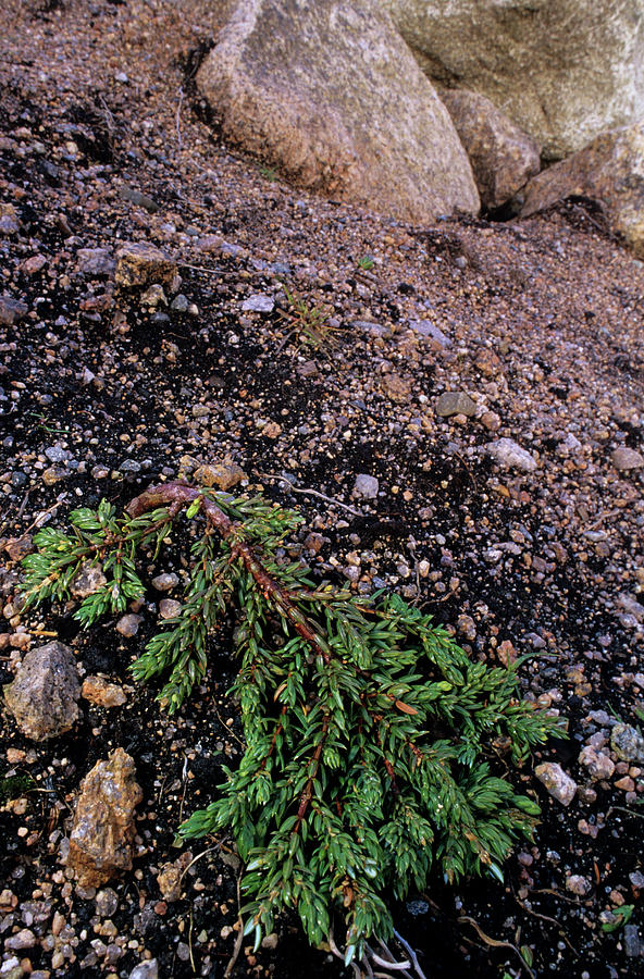 Dwarf Juniper Photograph by Duncan Shaw/science Photo Library