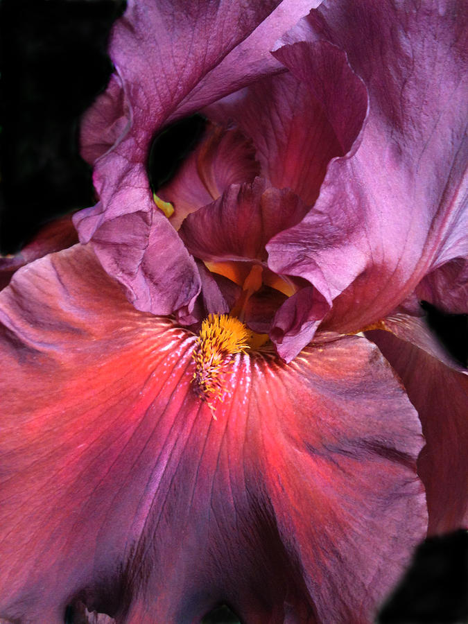 Dynamite I Photograph by Kirk Ellison - Fine Art America