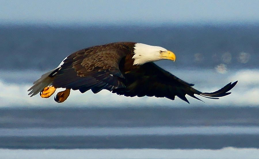 Eagle Flight Photograph by Dave Smith - Fine Art America