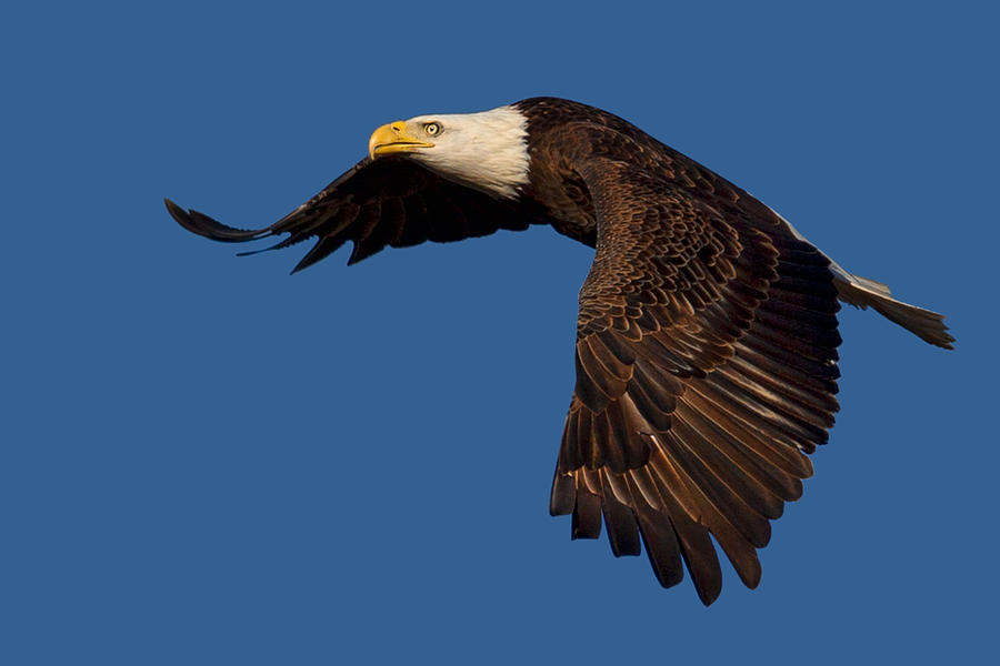 Eagle Flight Photograph by Jens Lambert - Fine Art America