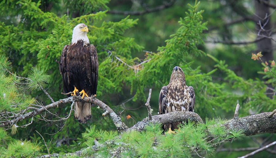 Eagle Pair Photograph by Donald Cramer - Fine Art America