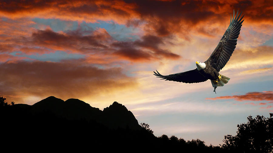 Eagle Sunset Photograph by Daniel Hagerman