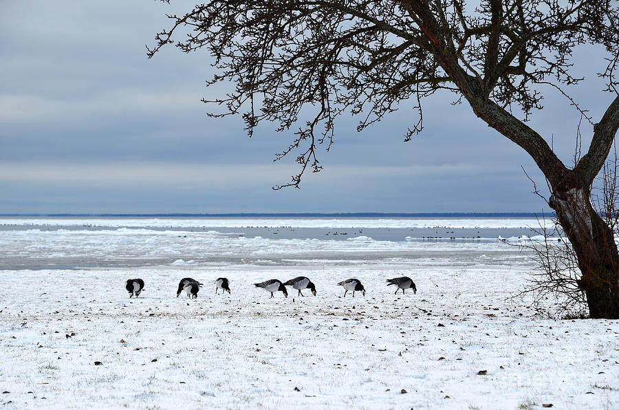 Early arrival Photograph by Kennerth and Birgitta Kullman - Fine Art ...