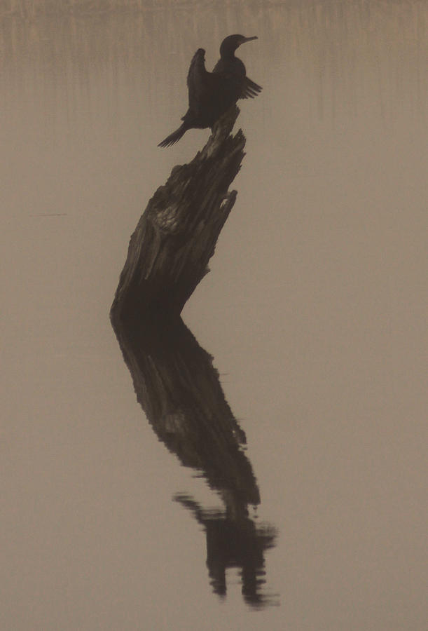 Early Riser Photograph by Jim Vance - Fine Art America