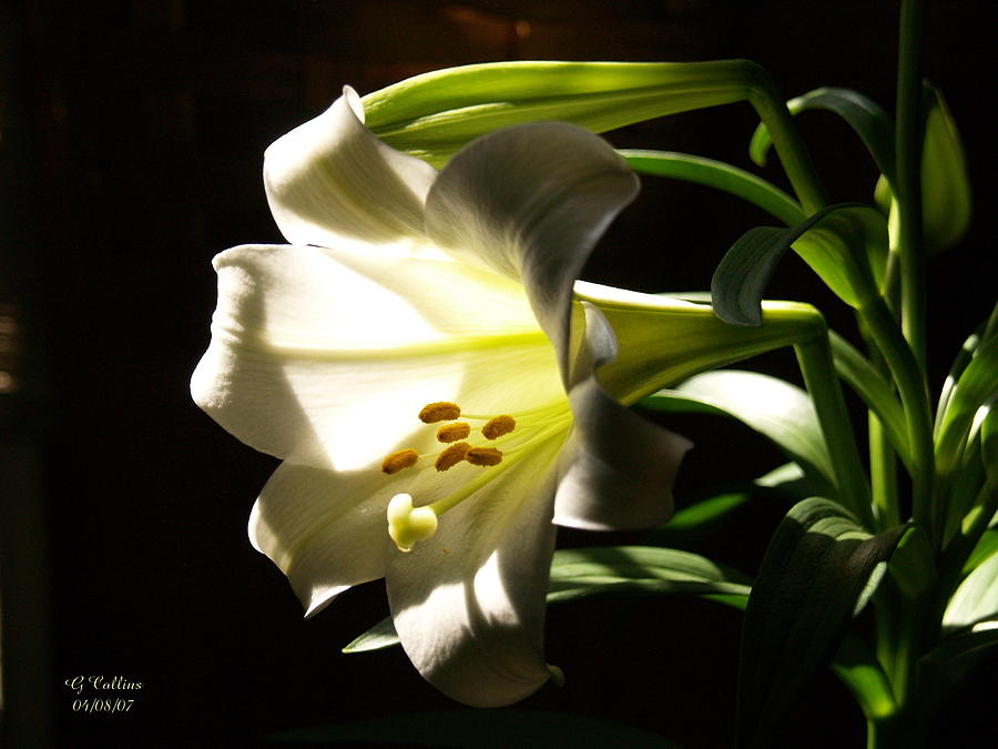 Easter Lilly Photograph by Gordon Collins - Fine Art America