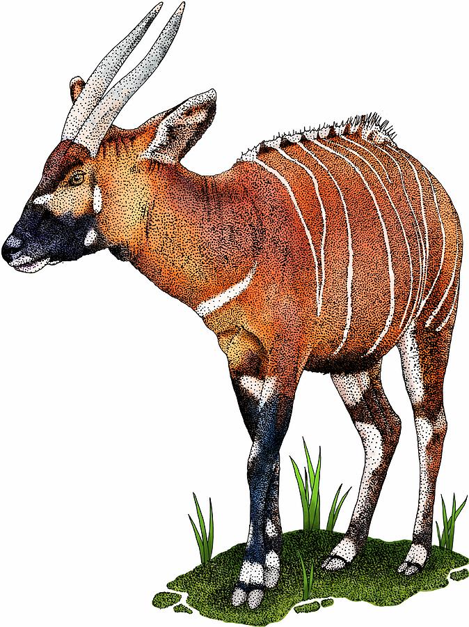 Eastern Bongo Photograph by Roger Hall - Fine Art America