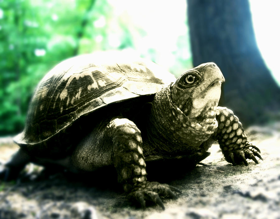 Eastern Box Turtle Painting by Chris Hill | Fine Art America