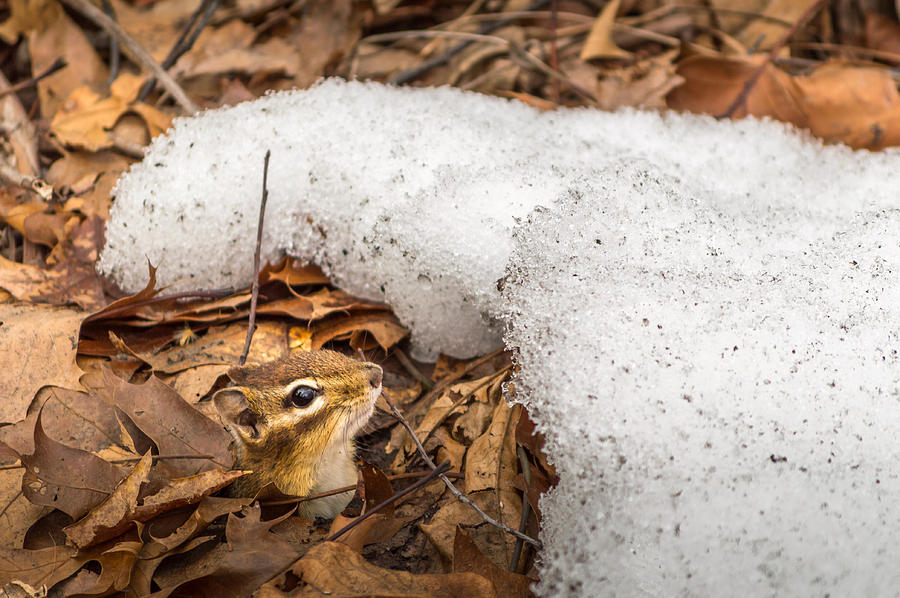 Eastern Chipmunk in Winter Photograph by Robert L Phillips - Fine Art ...