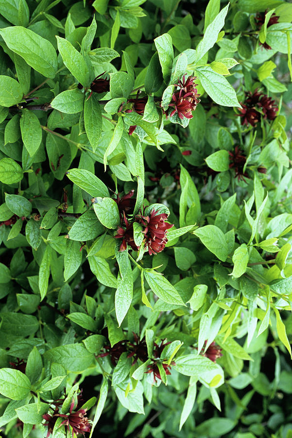 Eastern Sweetshrub Photograph by Adrian Thomas/science Photo Library ...