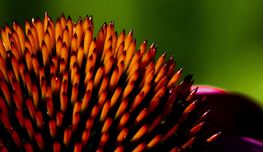 Echinacea up Close Photograph by Patrick Moore - Fine Art America