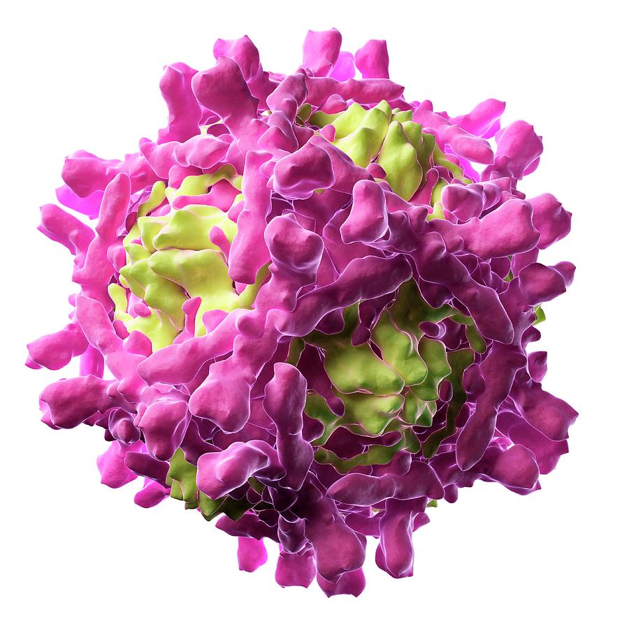 Echovirus Particle Photograph by Sciepro/science Photo Library - Pixels