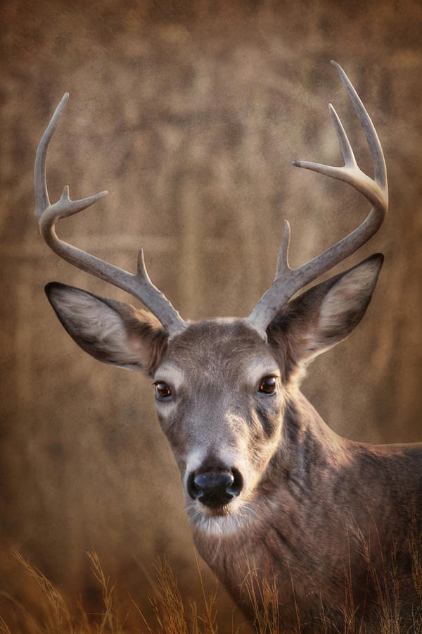 Eight Pointer Photograph by Lori Deiter - Fine Art America