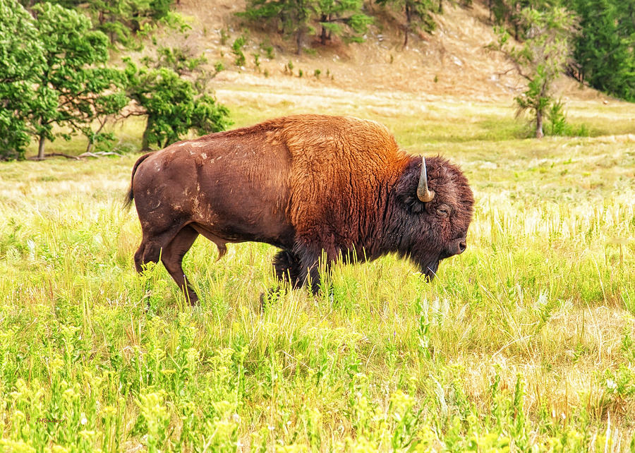 El Bisonte Photograph by John M Bailey - Fine Art America