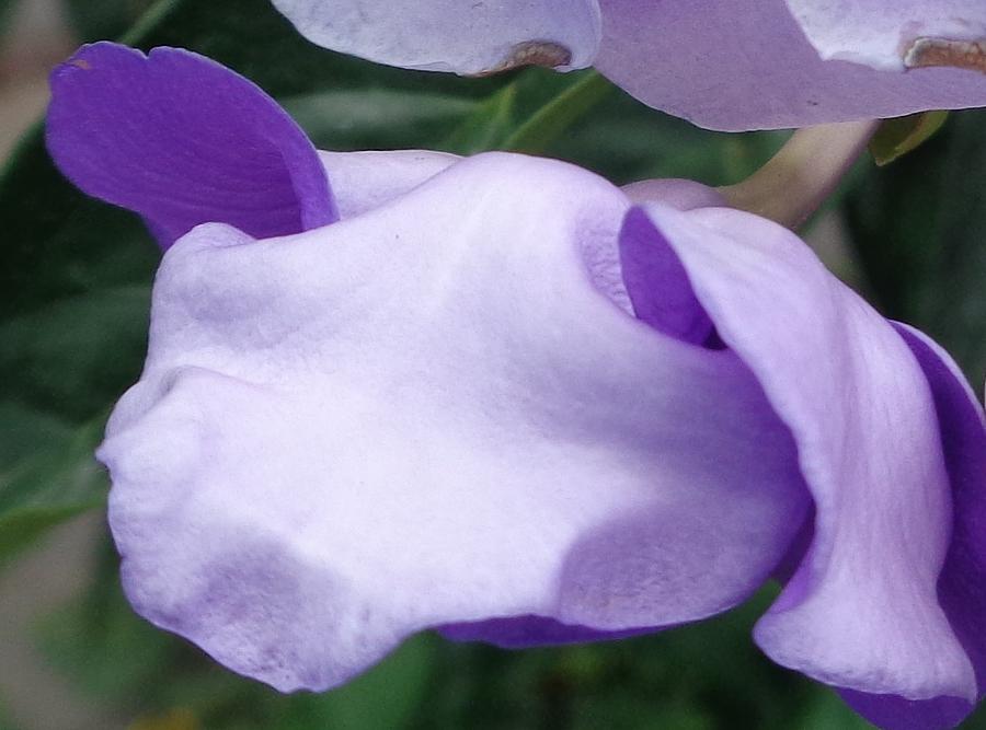 Elefante flor Photograph by Isaac Leal - Fine Art America