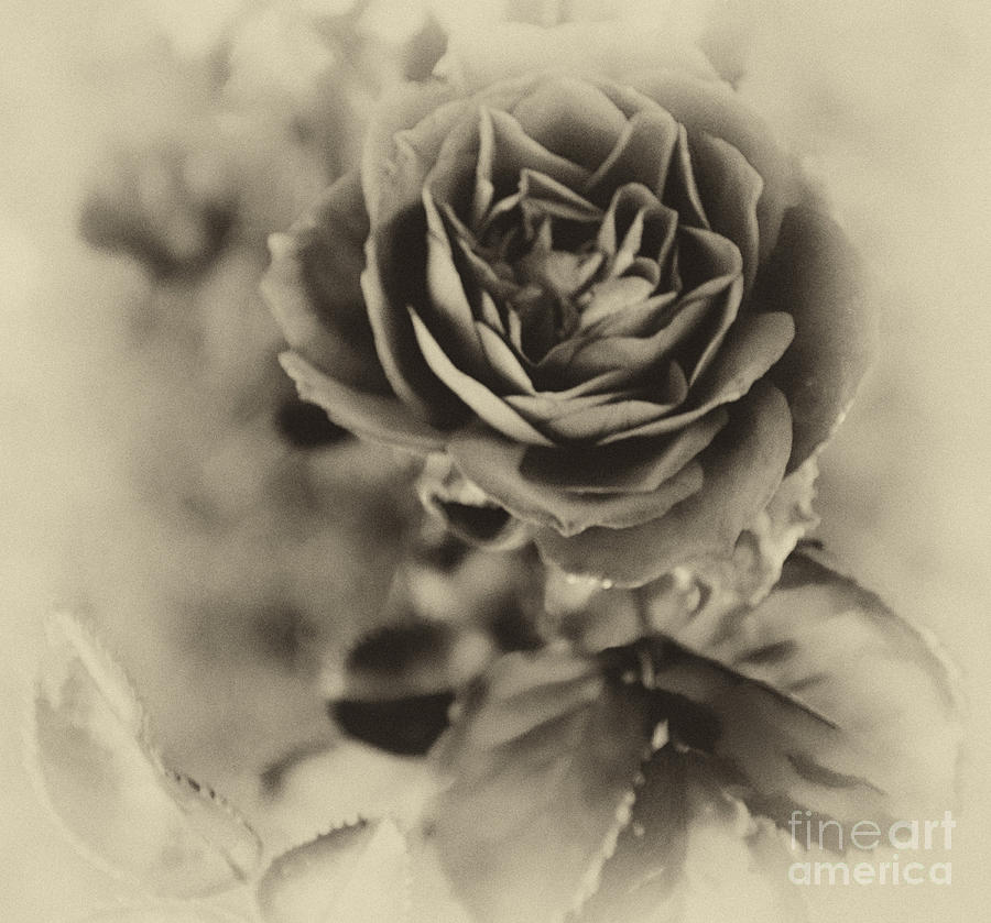 Elegance Photograph by Eva Thomas - Fine Art America