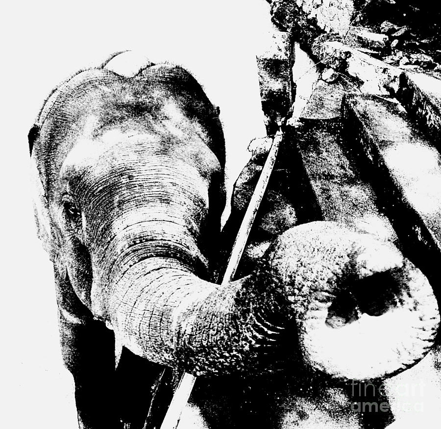 Elephant Pyrography by Andreas Moises - Fine Art America