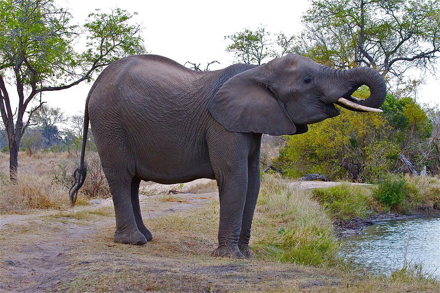 Elephant Drinking Photograph by Michael Blesius - Fine Art America