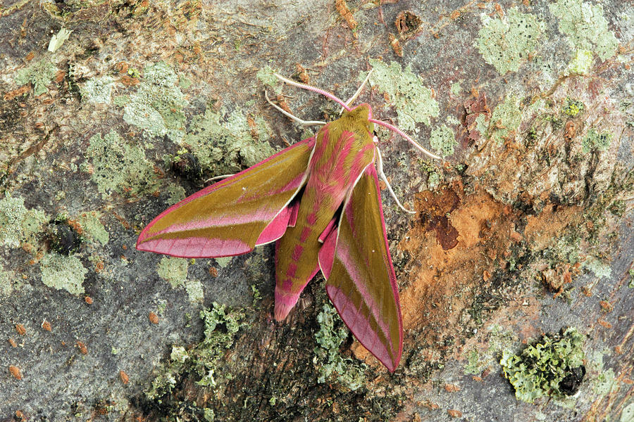 Elephant Hawk Moth Photograph by Simon Booth