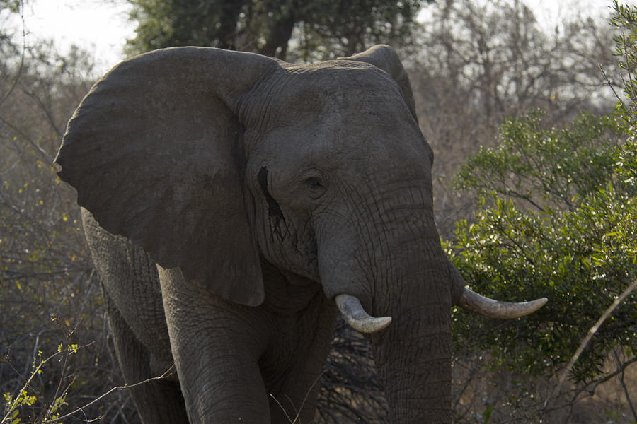 Elephant Photograph by Jeffrey Kellner - Fine Art America