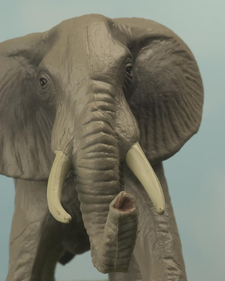 Elephant Photograph by Robert Rosati - Fine Art America