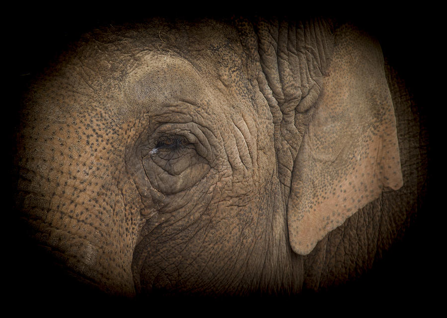 Elephant Tear Photograph by Chris Smith - Pixels