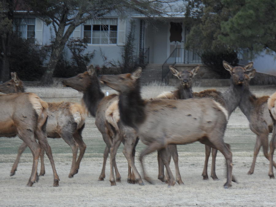 Elk Run Photograph by Etienne Turner - Fine Art America