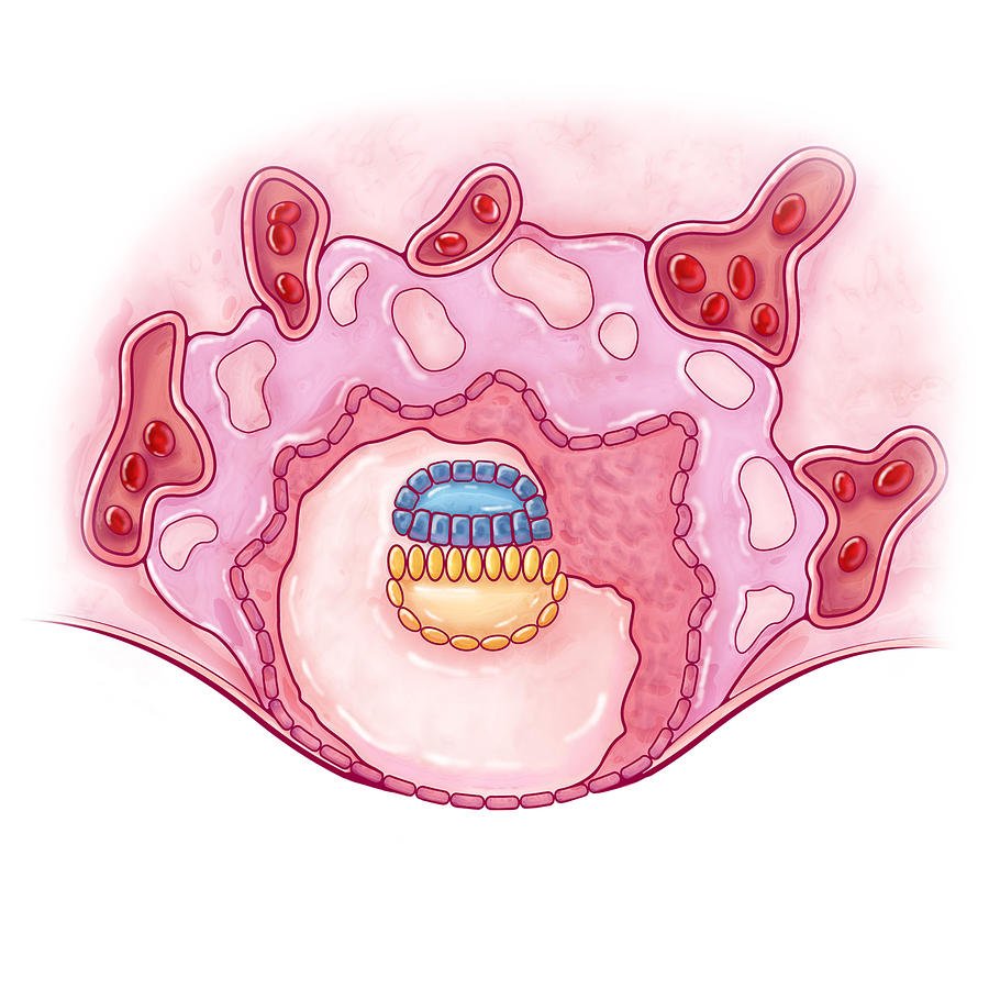 Embryonic Development, 2 Weeks Photograph by Evan Oto - Fine Art America