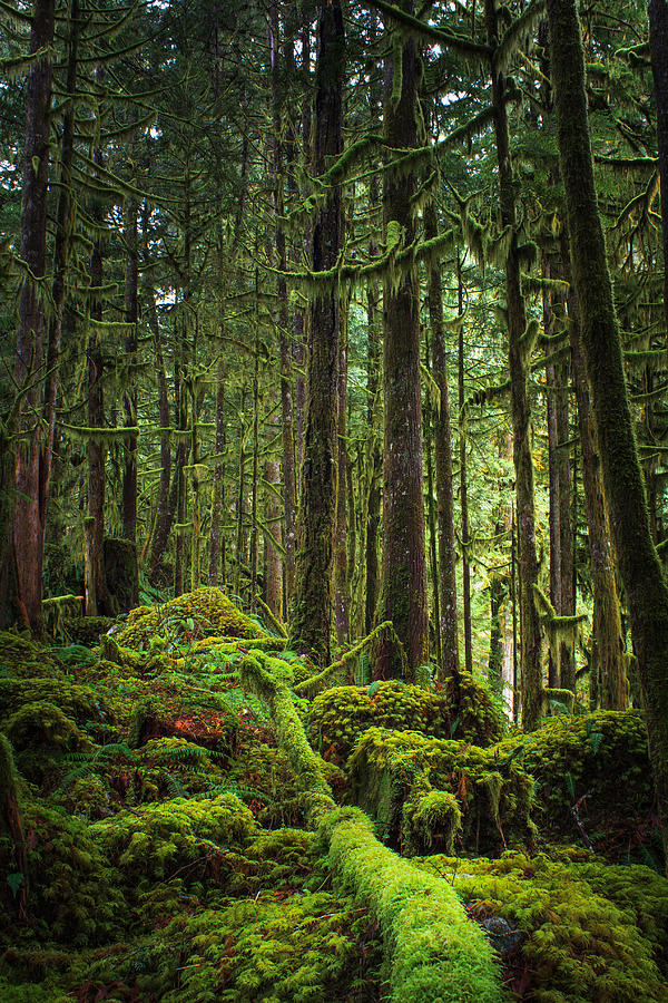 Emerald Forest Photograph by Andreas Weidemann - Fine Art America