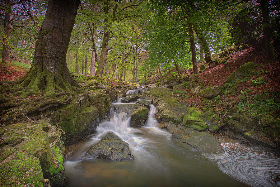 Emerald Forest by Ashley Lowry
