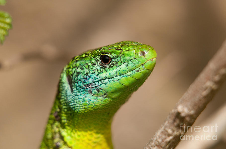 Emerald Lizard Photograph by Dr. Thorsten Katz - Fine Art America