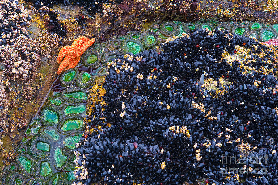 Emerald Path Photograph by Don Hall - Fine Art America