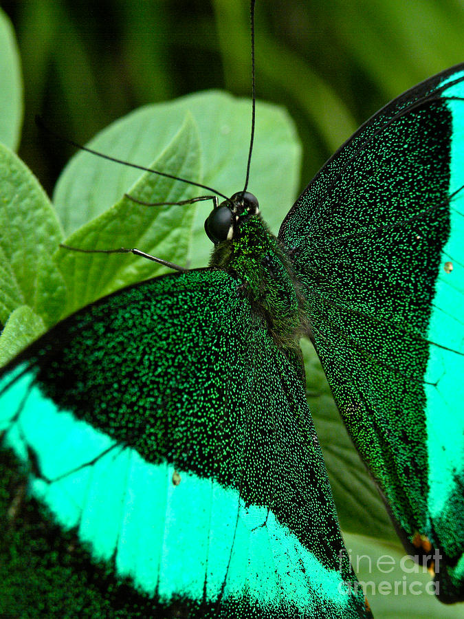 Emerald Swallowtail Photograph by Andi Robinson - Fine Art America