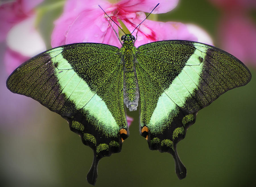 Emerald Swallowtail Photograph by Carol Eade - Fine Art America