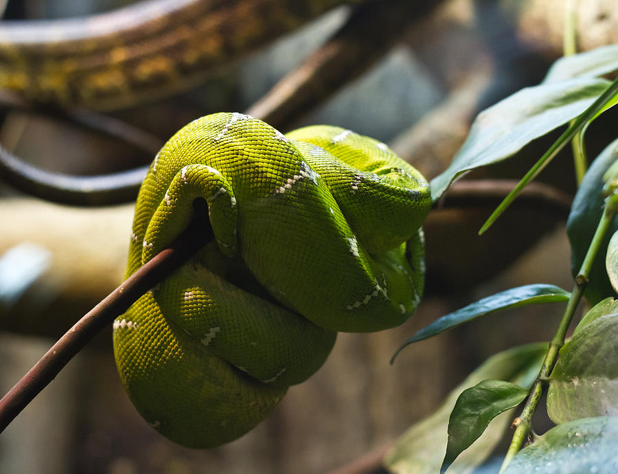 Emerald tree boa Photograph by Eti Reid - Pixels