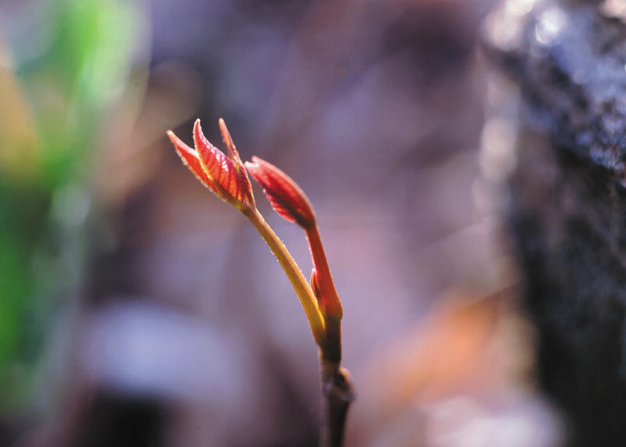 Emerging spring Photograph by David J Plank - Fine Art America