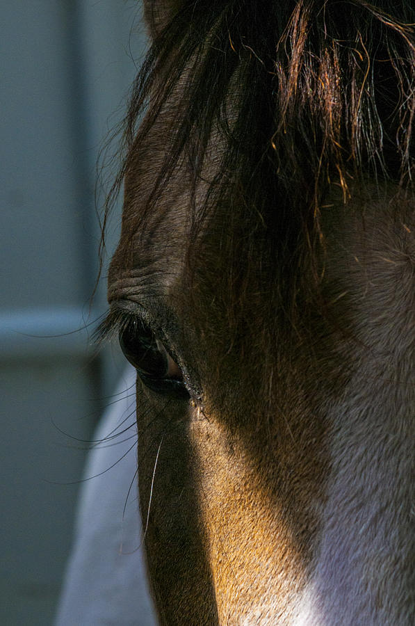 Eminating Light Photograph by Janet Capps - Fine Art America