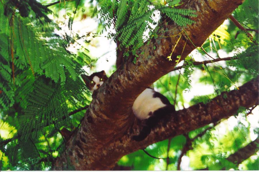 Emmie Photograph by Robert Floyd - Fine Art America